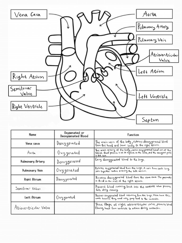 The Structure of The Heart | PDF