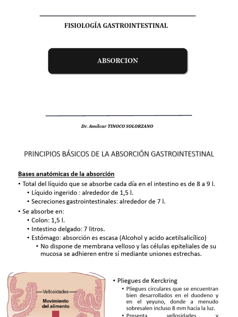 Absorción Gastrointestinal: Principios Clave | PDF | Tracto ...