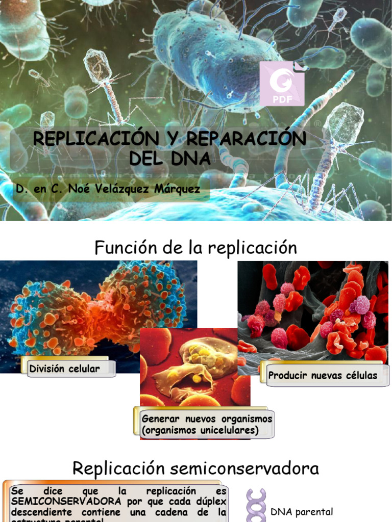 Replicación y Reparación del DNA | PDF | Replicación De Adn | Adn