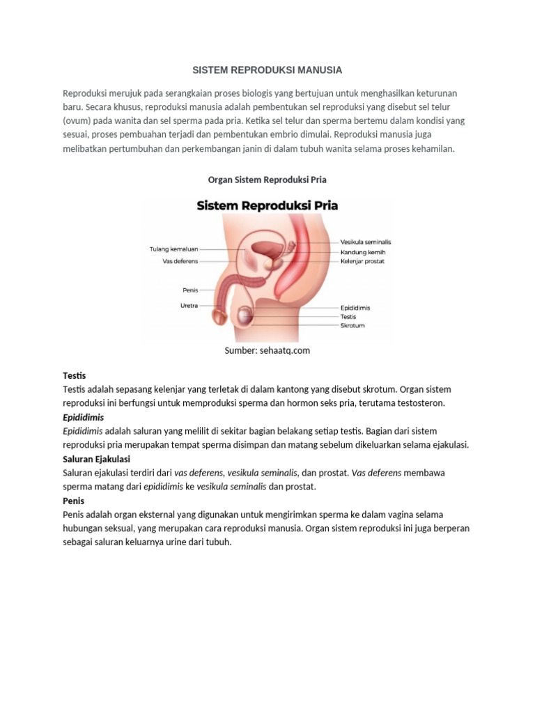 Sistem Reproduksi Manusia: Organ & Fungsi | PDF