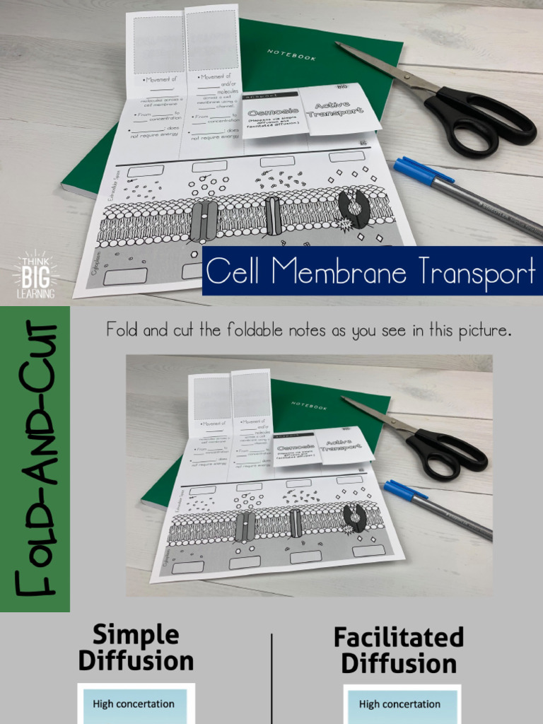 Cell Membrane Transport PPT by Think Big | PDF