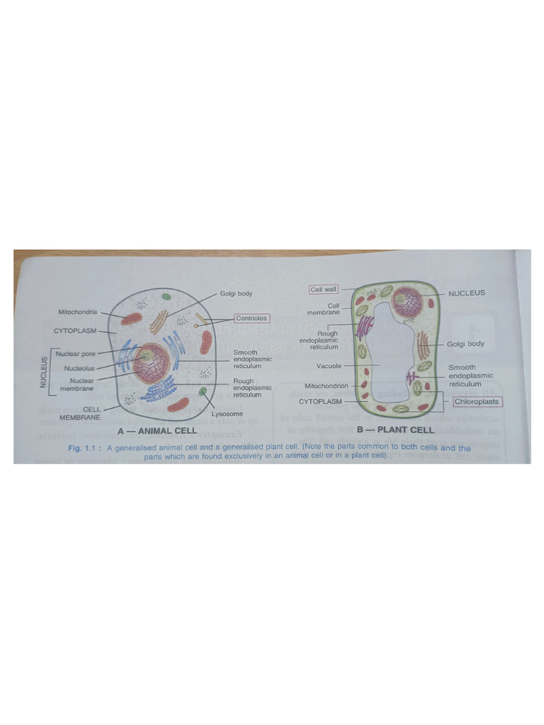 Bio Record Diagrams | PDF