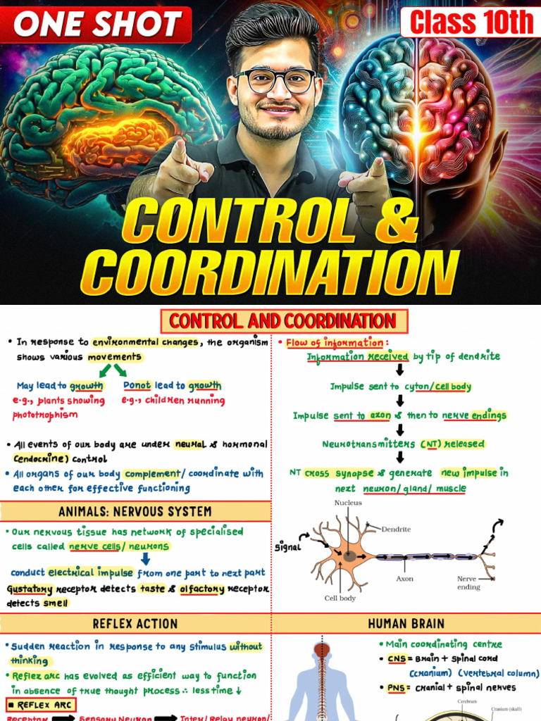 Control and Coordination | PDF