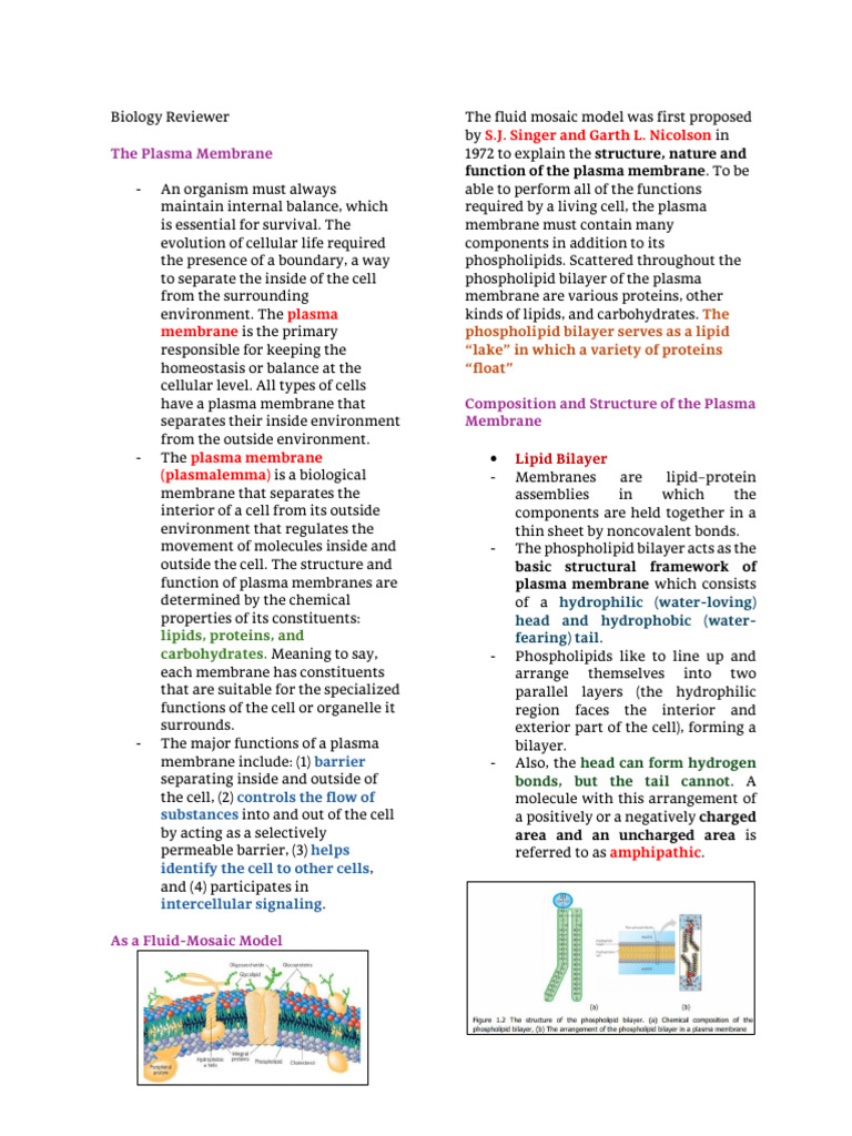 Understanding Plasma Membrane Functions | PDF | Cell Membrane | Proteins