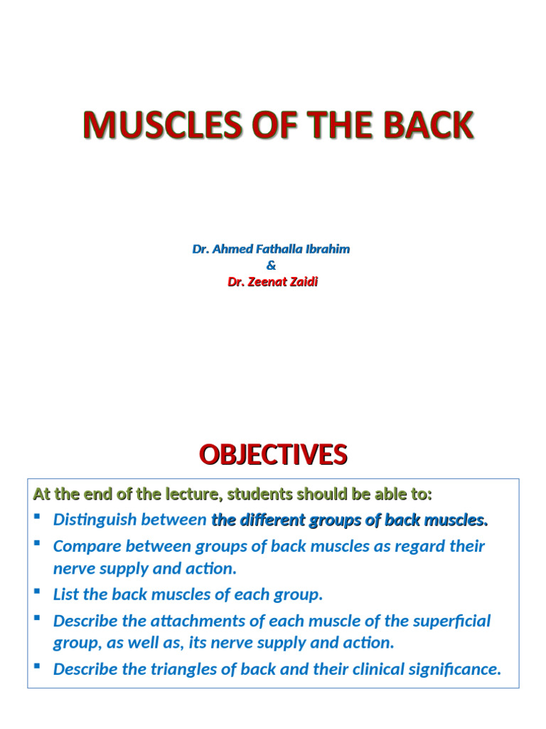 Muscles of Back | PDF | Human Anatomy | Limbs (Anatomy)