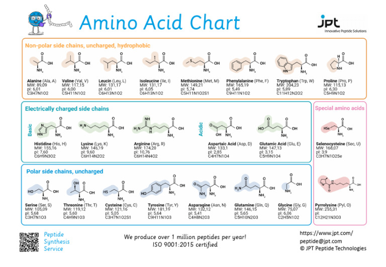 Amino Acid Chart Overview | PDF