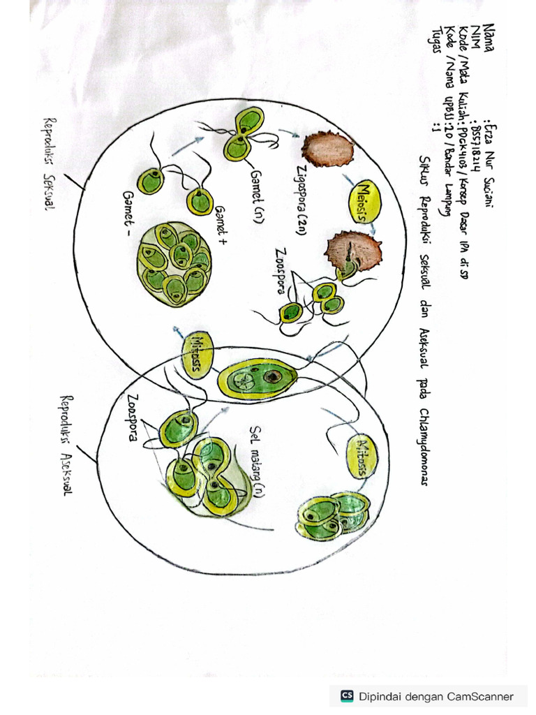 Siklus Reproduksi Seksual Dan Aseksual Pada Chlamydomonas | PDF