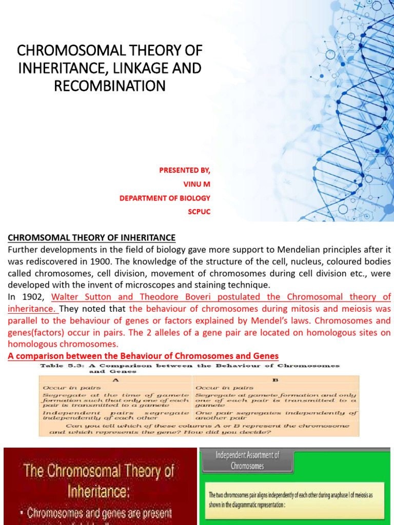 Chromosomal Theory of Inheritance, Linkage and Recombination | PDF ...