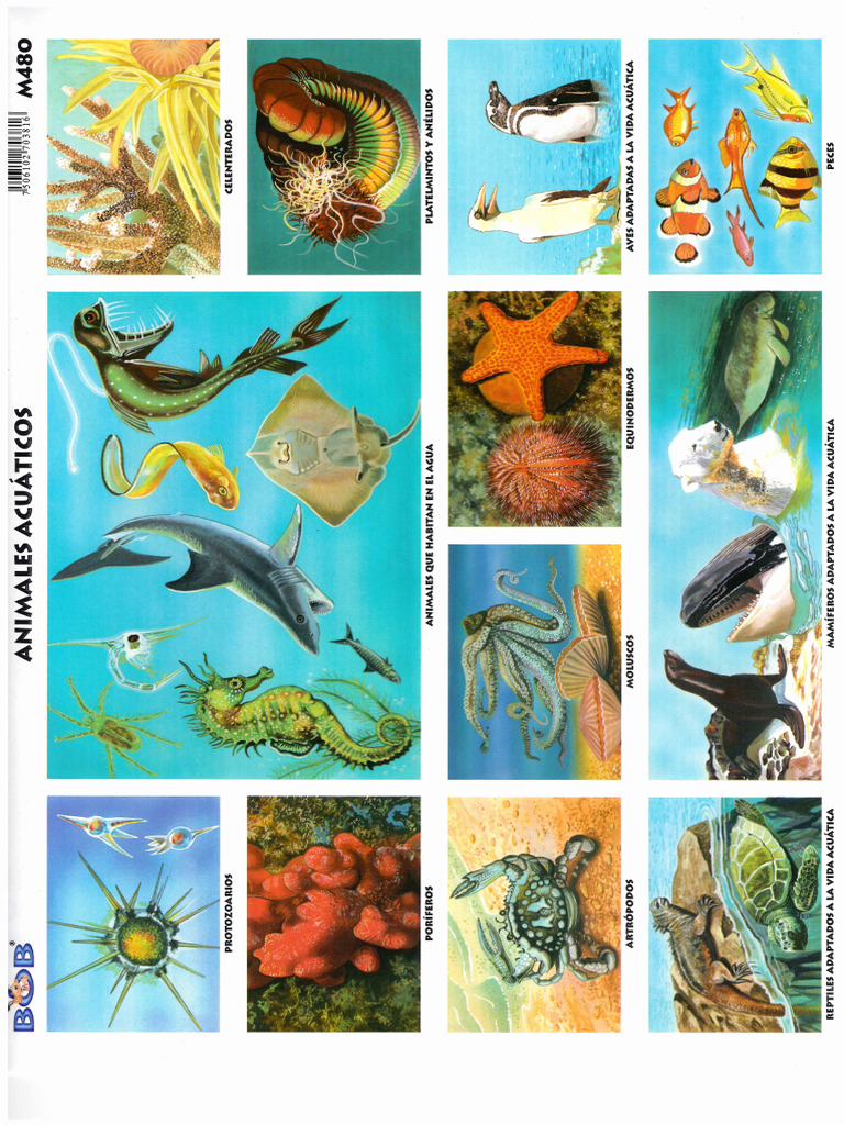Lamina de Los Animales Acuaticos m480 | PDF
