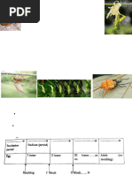Insect Body Segmentation Guide | PDF | Insects | Arthropodology