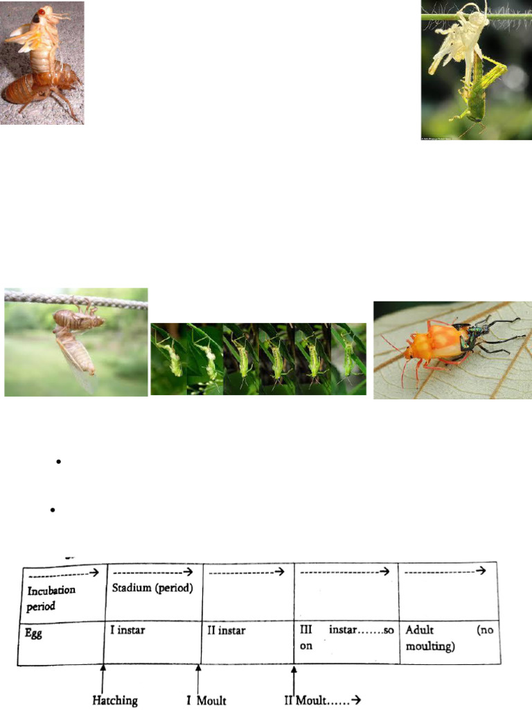 Insect Moulting and Anatomy | PDF | Insects | Arthropods