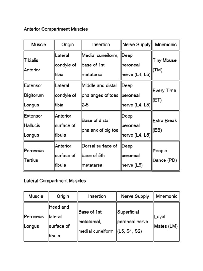 all muscles compartment anatomy 4 by shafaat ali | PDF | Human Leg | Toe
