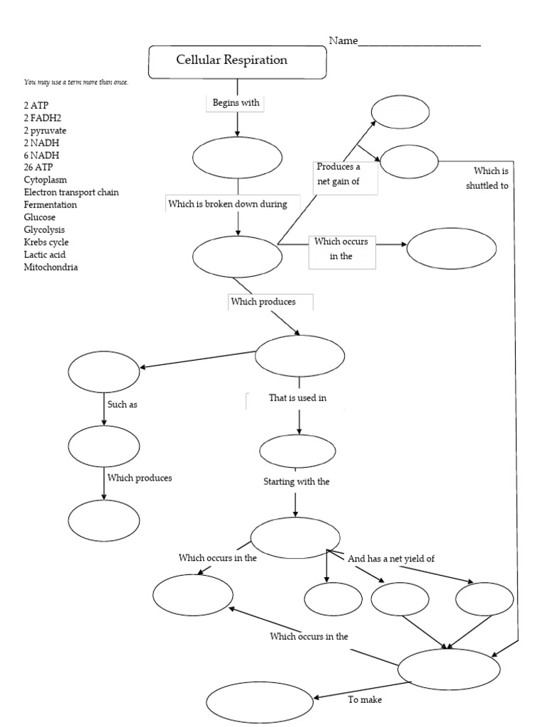 Cellular Respiration Overview and Yield | PDF