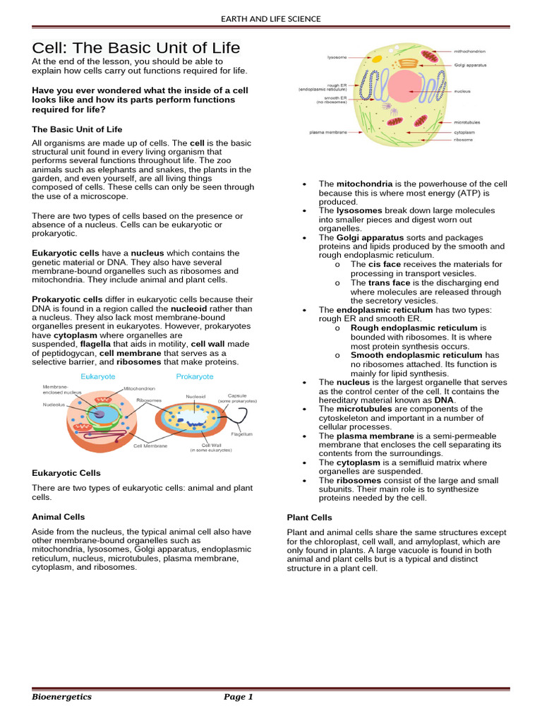 HANDOUTS Bioenergetics | PDF | Cellular Respiration | Cell (Biology)