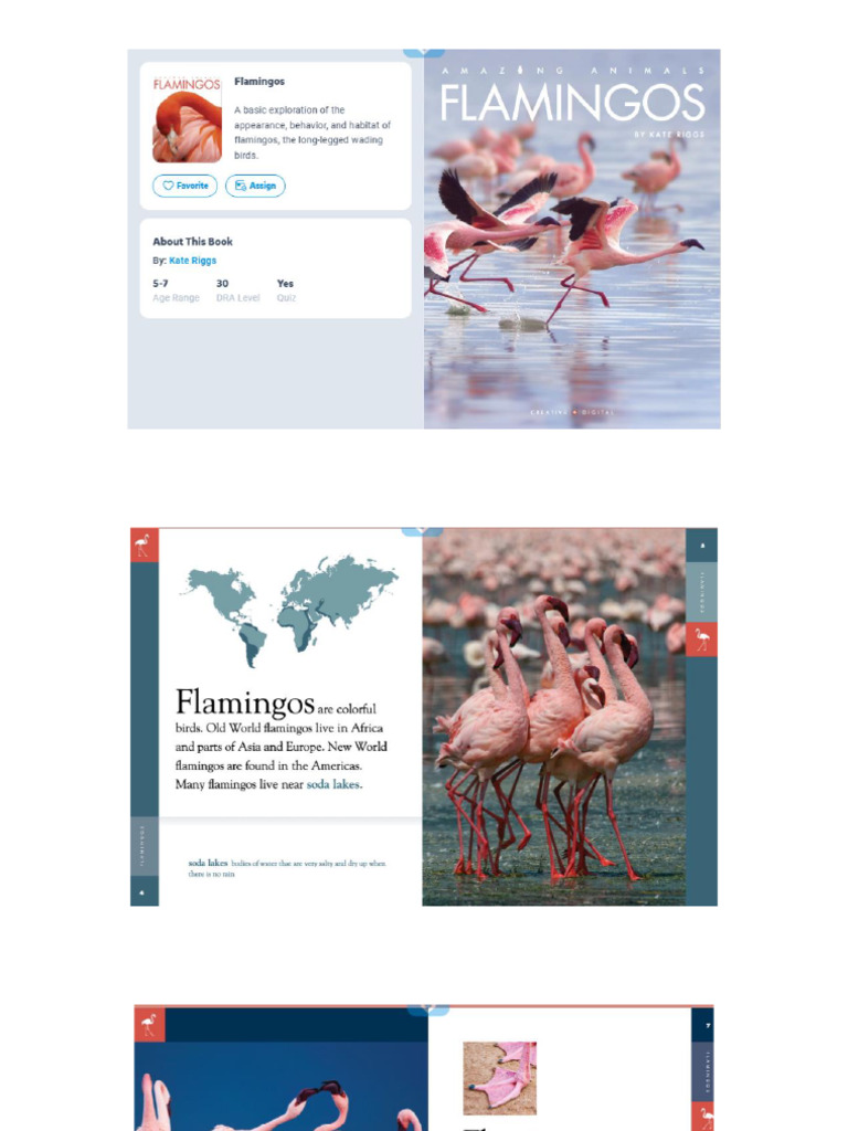 Flamingos 1 | PDF