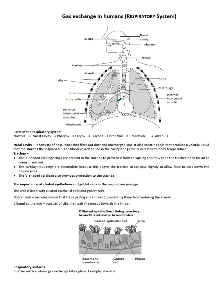 Respiration To Excretion 2023 - 240330 - 113538 | PDF | Kidney ...