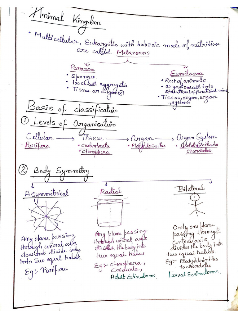 Animal Kingdom Notes | PDF