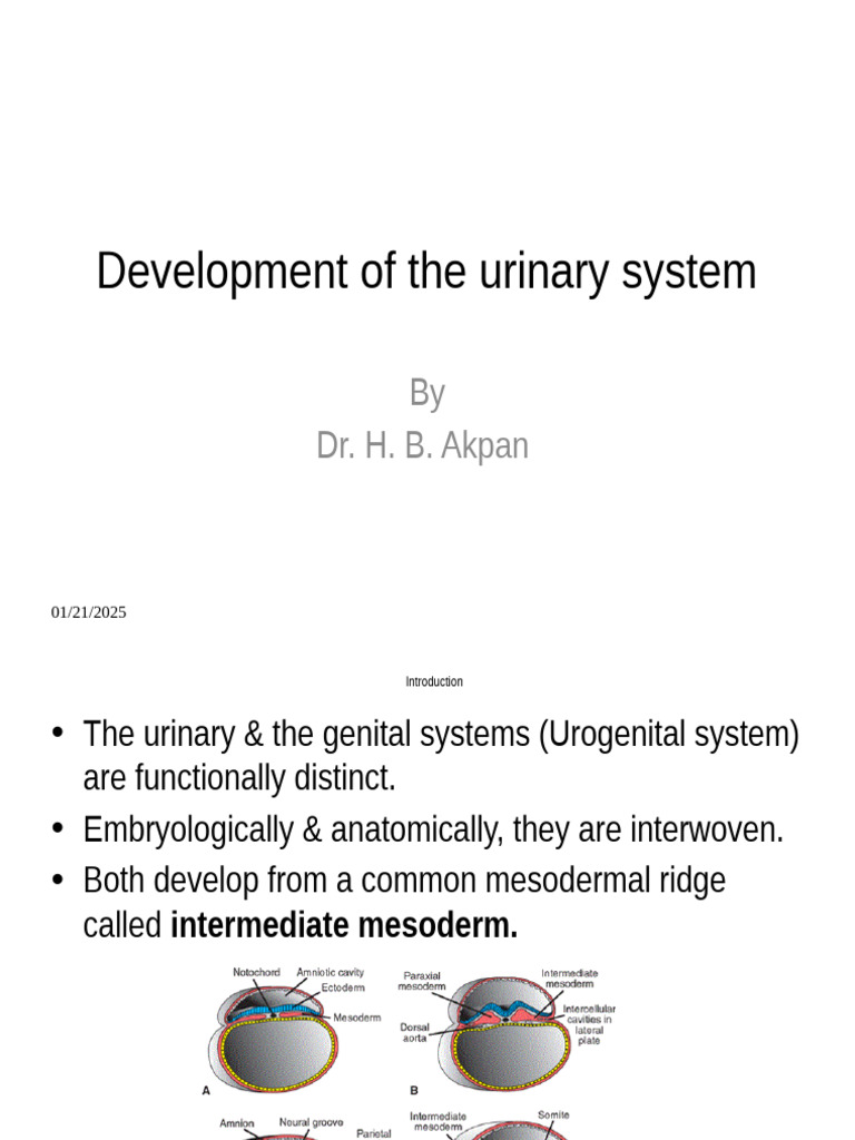 Development of The Urinary System 24B | PDF | Kidney | Genitourinary System