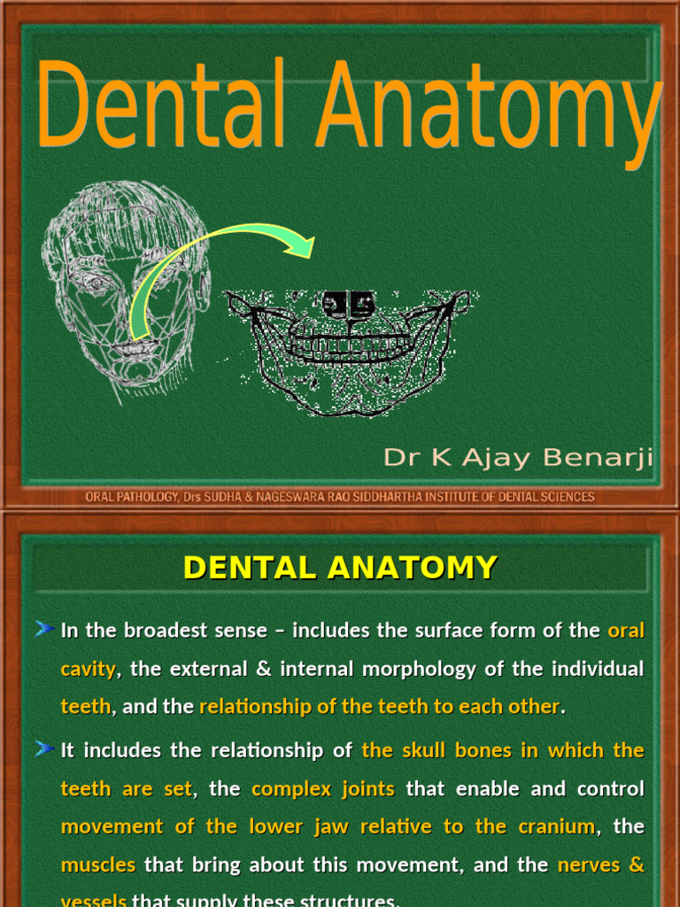 Nomenclature and introduction | PDF | Dental Anatomy | Human Tooth