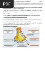 Les Curares | PDF | Acétylcholine | Synapse