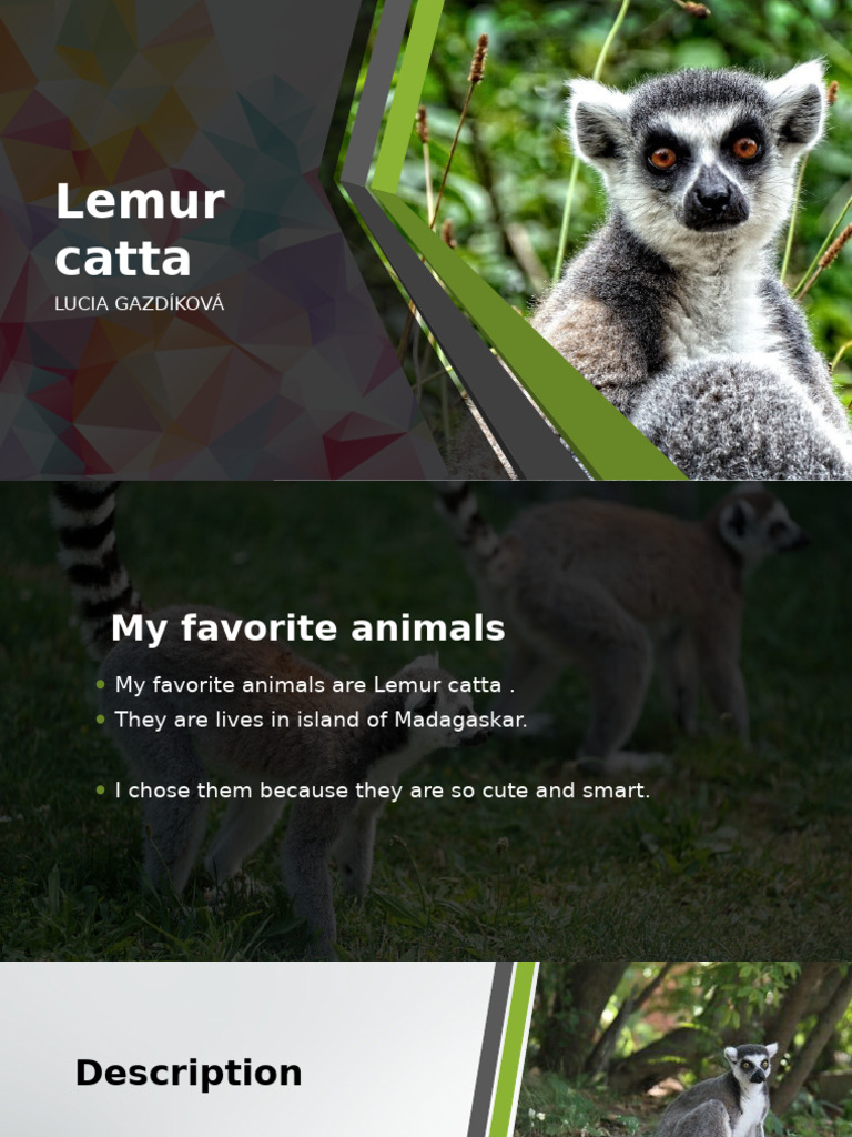 Lemur | PDF