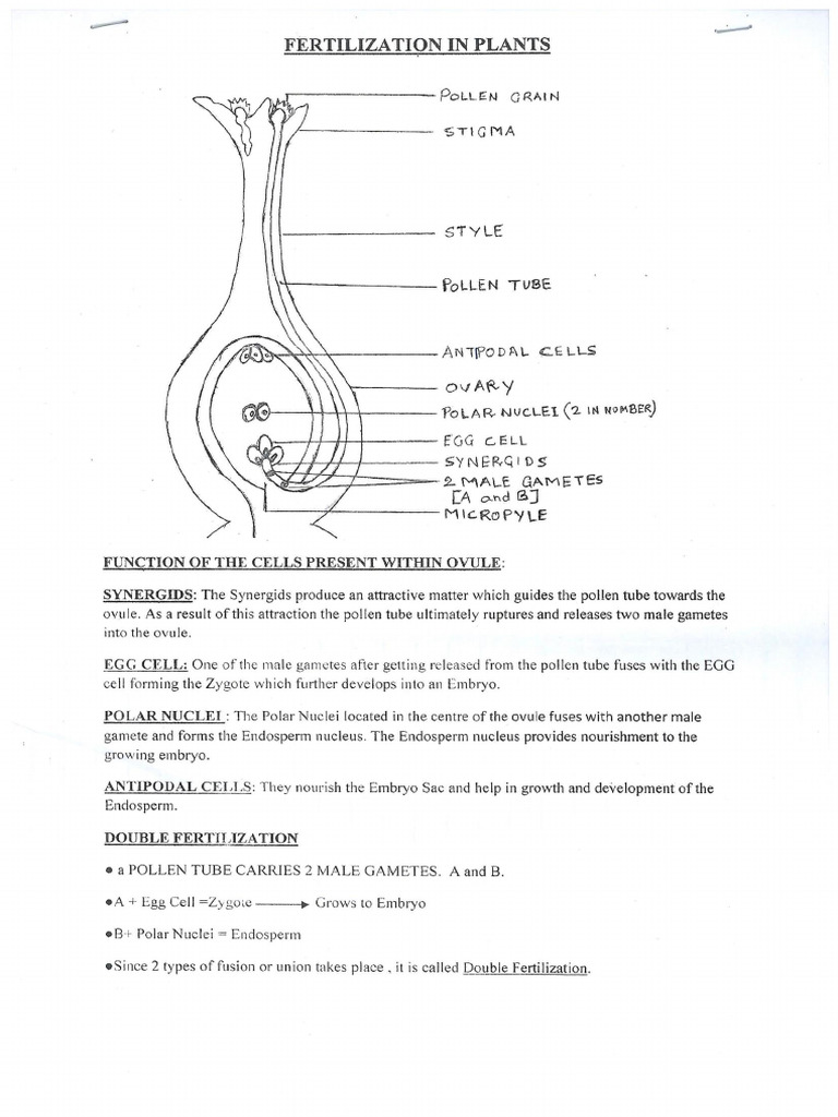Double Fertilisation | PDF