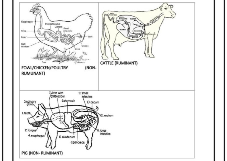 grd12 Agric Animal Diagrams | PDF