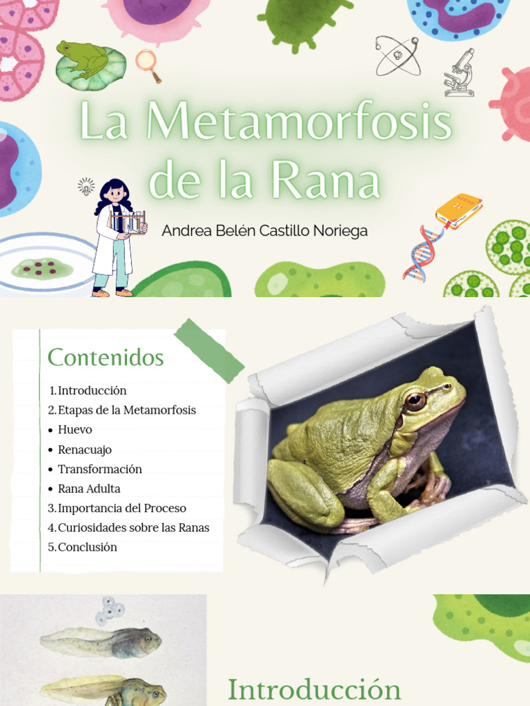 Diapositivas Metamorfosis de Las Ranas - Castillo Noriega Andrea | PDF | Rana | Ecología