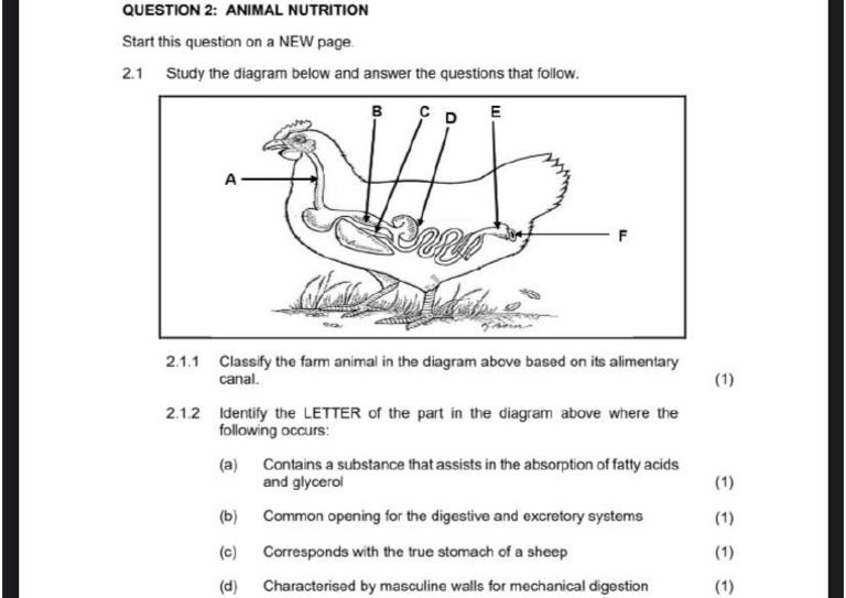 Agric grd12 Fowl Exercise | PDF