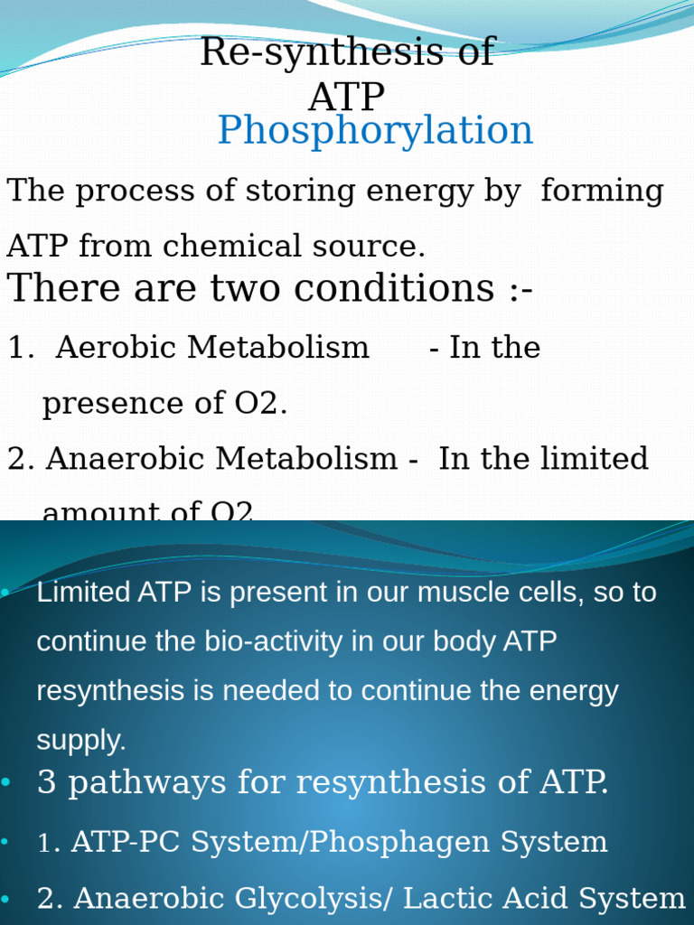 3ATP-PC | PDF | Adenosine Triphosphate | Cellular Respiration