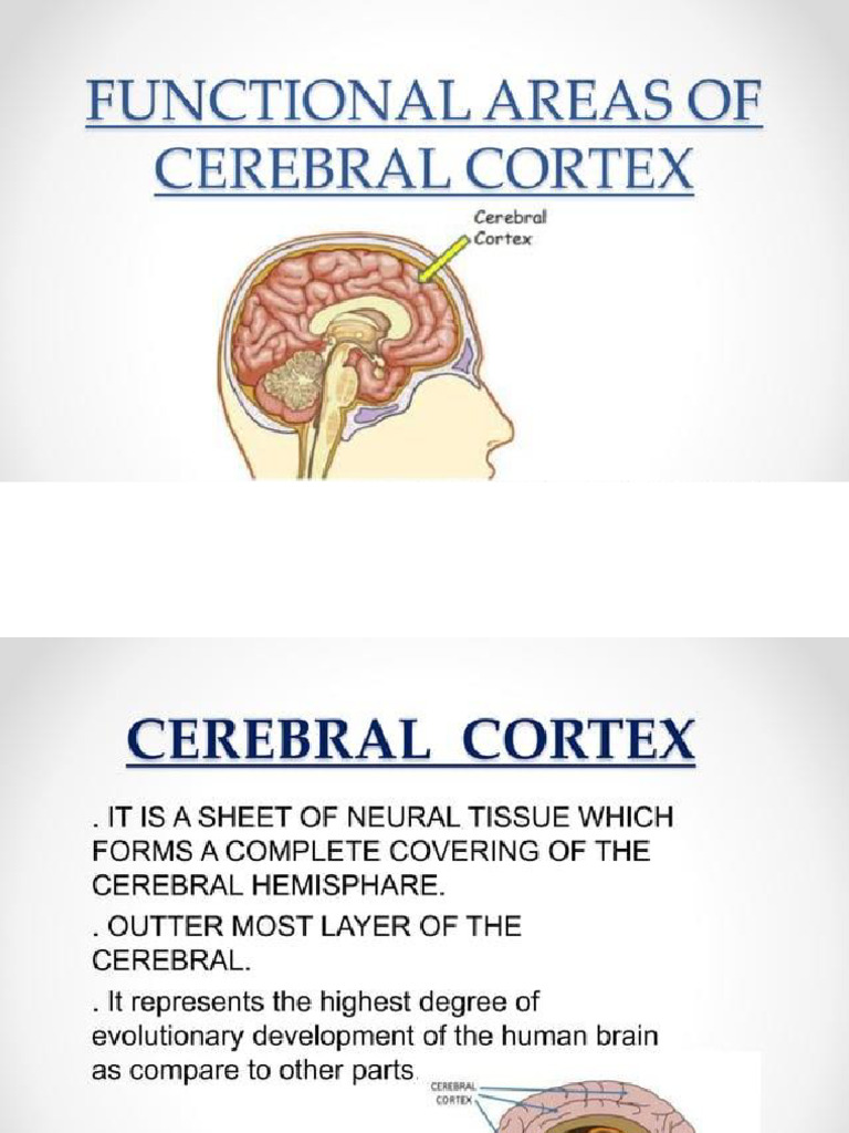 Cerebral Cortex | PDF