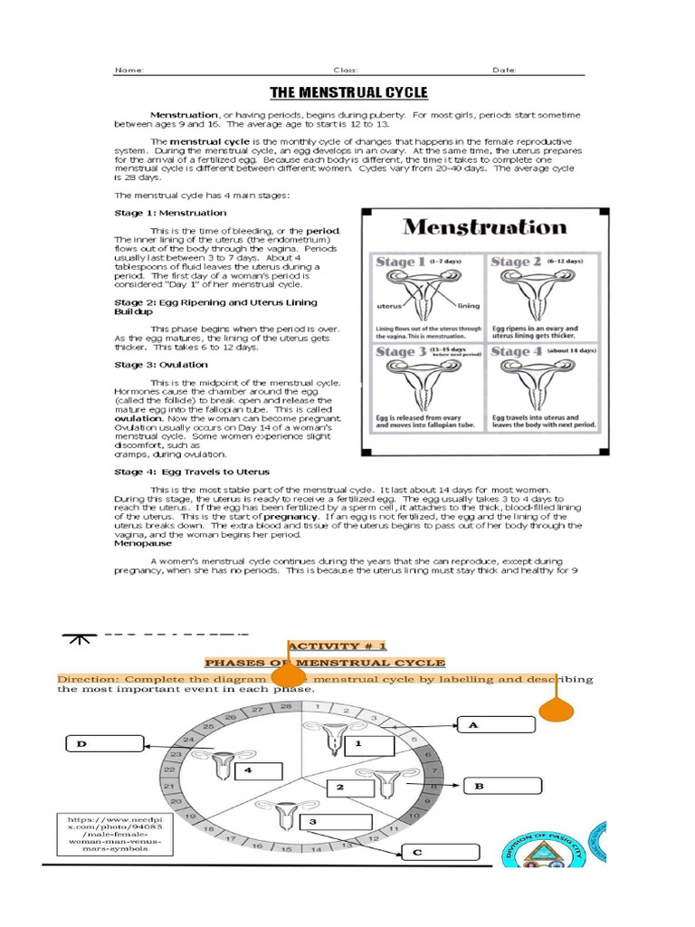 Menstrual Cycle 271224 | PDF