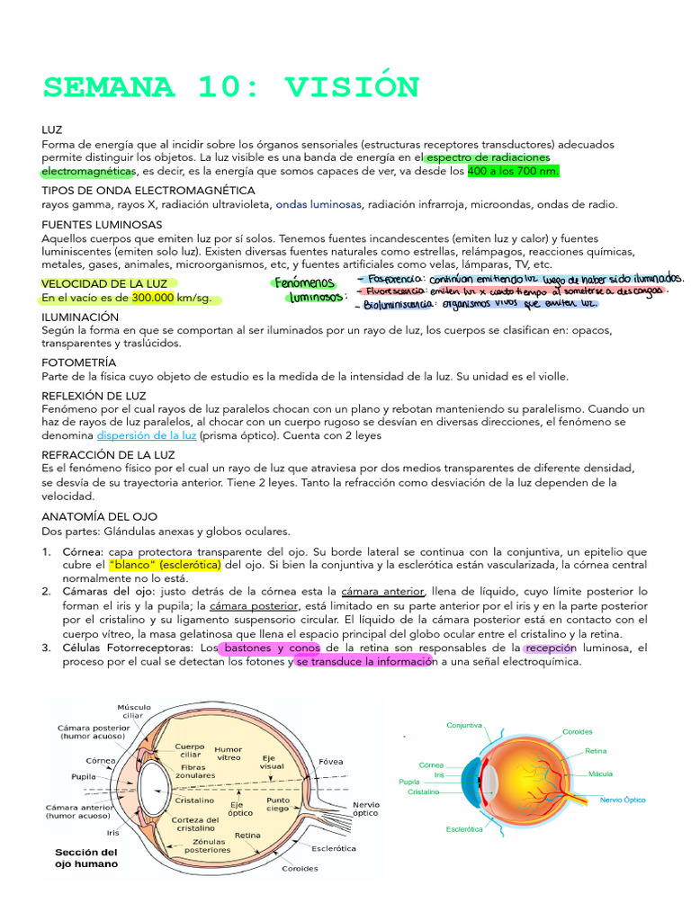 Fisica S7 | PDF | Ojo humano | Percepción visual