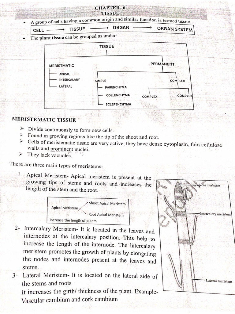 Chapter 6 Tissue, Science, (Bio) | PDF