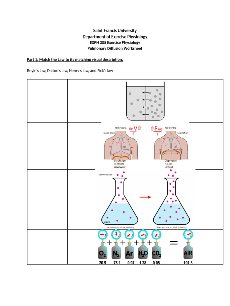 Pulmonary Diffusion Worksheet | PDF