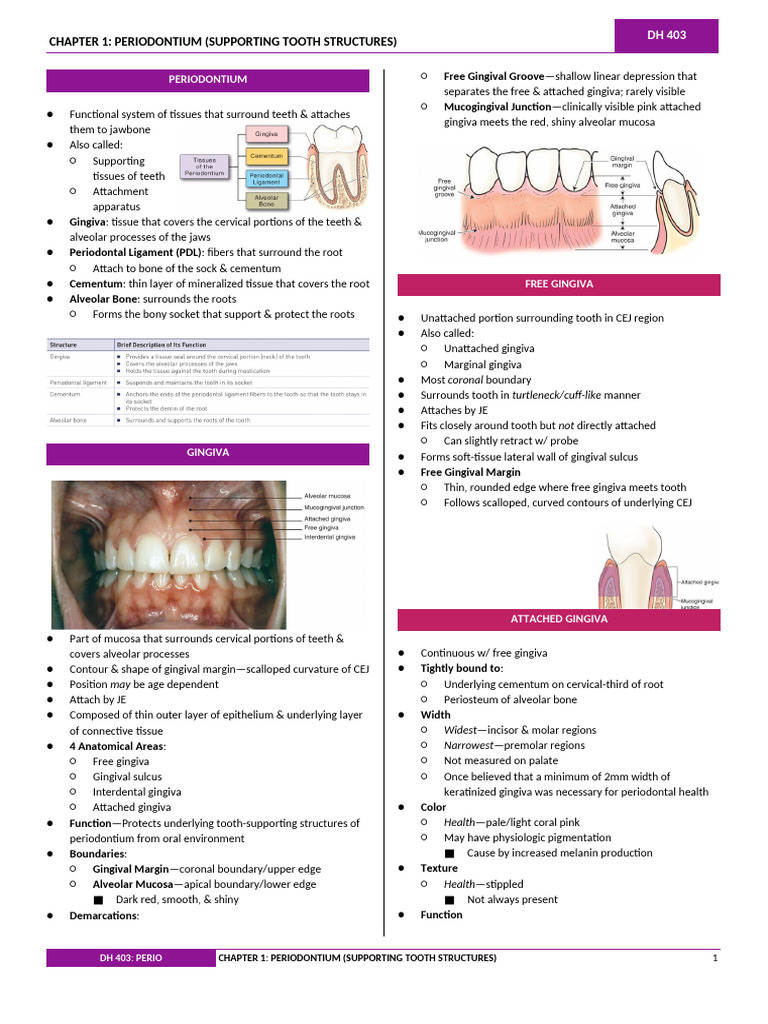 Ch1 | PDF | Human Tooth | Periodontology