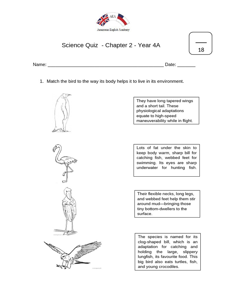 Year 4A Science Quiz: Birds & Animals | PDF