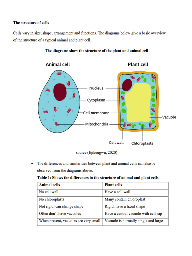 Plant & Animal Cells | PDF