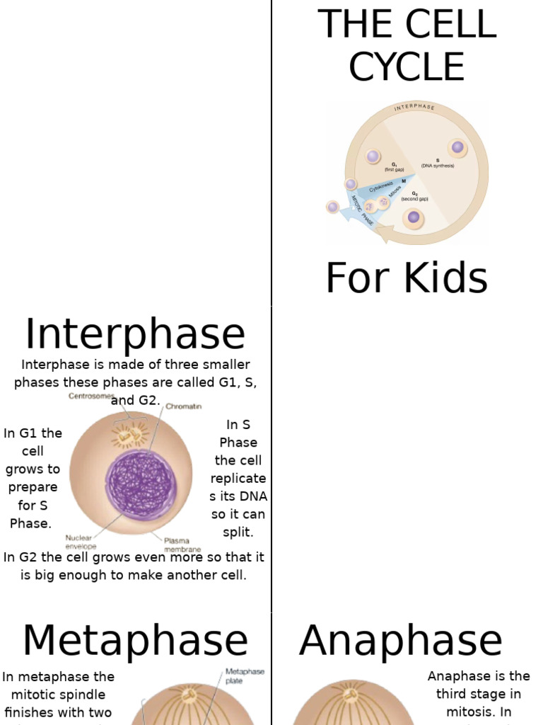 Cell Cycle Childrens Book | PDF | Mitosis | Cell Biology