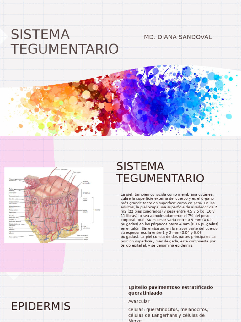 SISTEMA TEGUMENTARIO | PDF | Piel | Epidermis