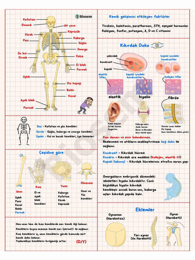 11.Sinif Ayt Biyoloji Destek Ve Hareket Sistemi Kikirdak Ve Kas Doku Konu Anlatimi PDF | PDF