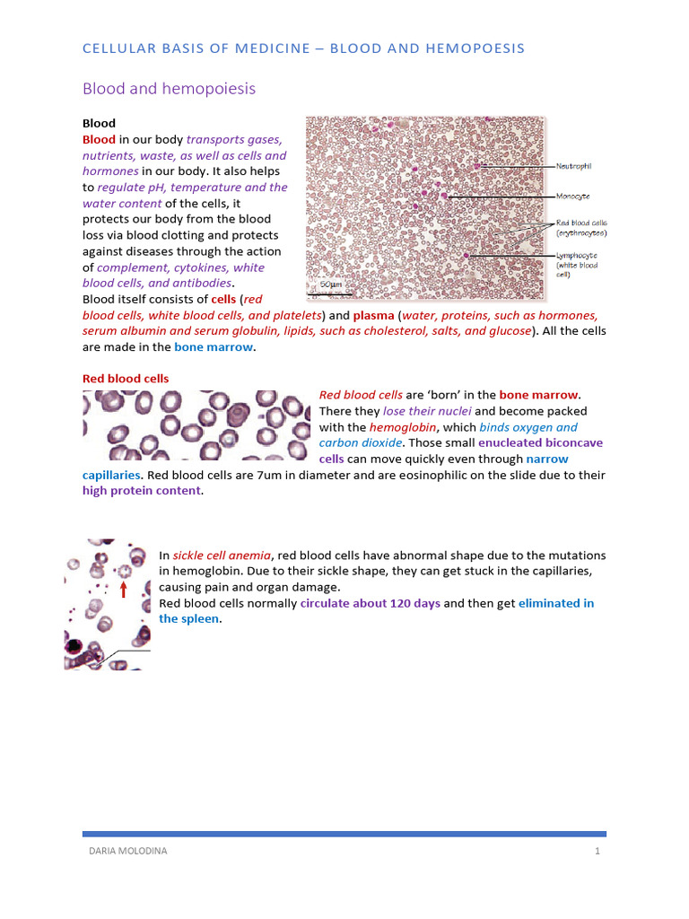 Blood and hemopoesis | PDF | White Blood Cell | Lymphocyte