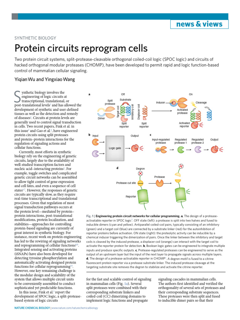 Protein circuits reprogram cells | PDF | Cell Signaling | Proteolysis