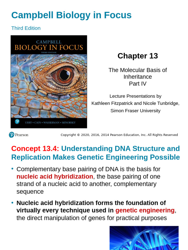 Bio 131 - CH 13 - DNA Biotechnology (13.4) - Part IV - Fa2024 | PDF ...