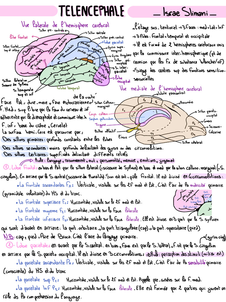 Telencephale | PDF