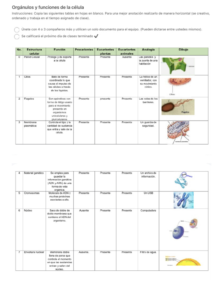 Orgánulos y Funciones de La Célula | PDF