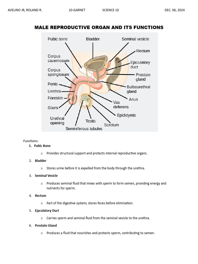 Male Reproductive Organ and Its Functions | PDF