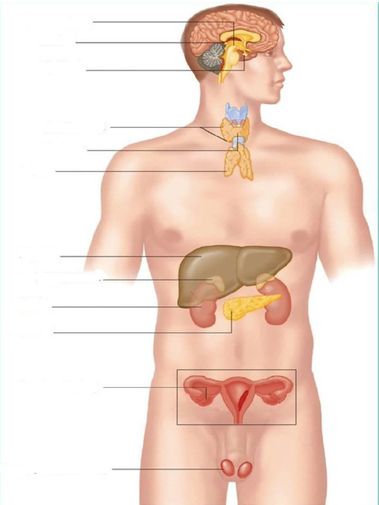 ESQUEMA GLANDULAS | PDF