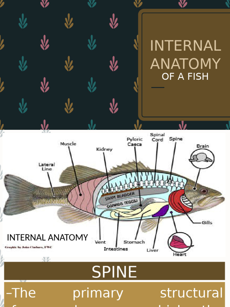 Internal External Parts of A Fish | PDF | Fish | Zoology