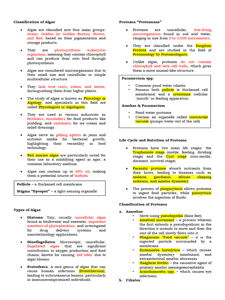 Algae, Protozoa, and Fungi Overview | PDF | Protozoa | Fungus